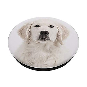 White Golden Retriever