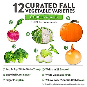 HOME GROWN 12 Fall Vegetable Seeds - USA Heirloom Non GMO Fall & Winter Vegetable Seeds for Planting Home Garden: Beets, Broccoli, Cabbage, Kale, Onion, Peas, Pumpkin, Turnip, Lettuce & More