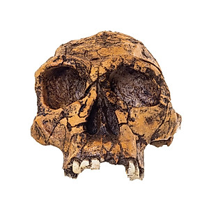 Homo Habilis KNM ER 1813 Skull (Teaching Quality Recreation)