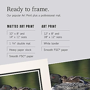 Lantern Press 11x14 Inch Matted Art Print Wall Decor, Loon and Chick