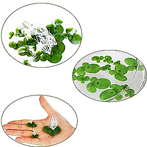 Dong Huang 36pcs Mini Fake Duckweed, Artificial Floating Duckweed, Plastic Aquarium Simulation Floating Plants for Fish Tank Aquariums Decor