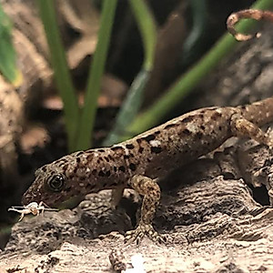 Josh's Frogs 1/4" Banded Crickets (120 Count)