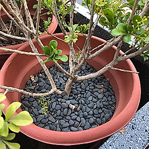 Black Rock, CJGQ 3lb River Rocks Pebbles for Plants Succulents, Decorative Outdoor Landscaping Garden Rocks, Natural Small Mexican Beach Pebbles Aquarium Rocks Gravel for Fish Tanks Vase Yard Decor