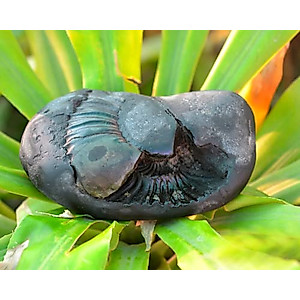 2.25"X4"Shri Laxmi Narayan Shaligram, Rare & Special One Piece, Religious Gifts, Saligram Stone - Gandaki River -I-6051