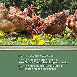 LIWII Dried Black Soldier Fly Larva-2 Pack of 11 lbs-100% Natural BSF Larvae-85XMore Calcium Than Mealworms - High Calcium Treats for Chickens, Birds, Reptiles, Hedgehog, Geckos, Turtles