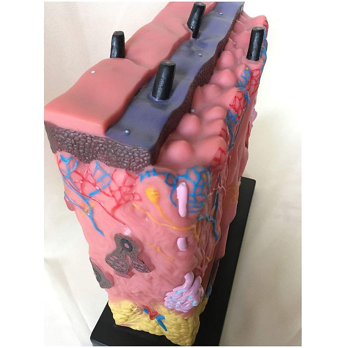 HAILIA Medical Models, Skin Anatomy Model,Hair Follicle Hair Anatomy Model Acne Pustule Blackhead Medical Teaching Model,for Medical Educational Training Aid,Study Display