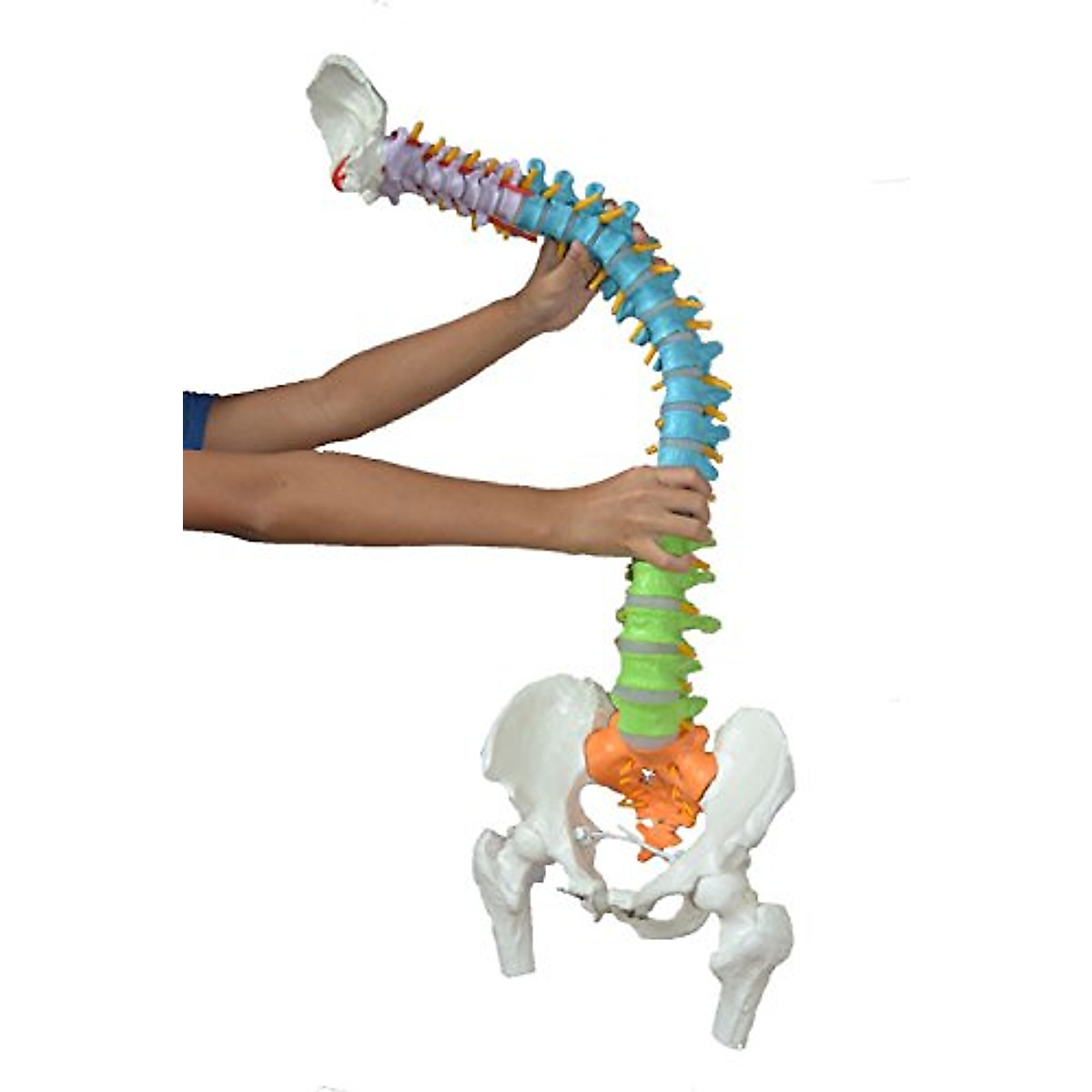 Wellden Medical Anatomical Super Flexible Spine Model with Pelvis and Femur Heads, Color Coded, Life Size