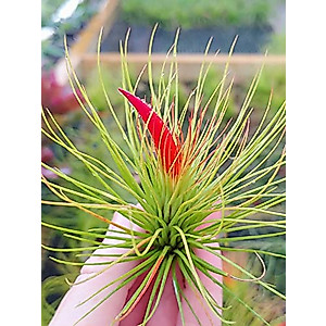 The Drunken Gnome AIR Plants – Andreana – 3 Pack - air Purifying Flowering Tillandsia for Terrarium, Fairy Garden Starter kit, Home Office, Indoor Outdoor, Corporate Gift (3 Pack)