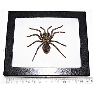 BicBugs Aphonopelma chalcodes Framed Arizona Blonde Tarantula USA Spider