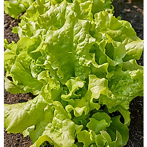 Burpee Black Seeded Simpson Lettuce Seeds 2000 seeds