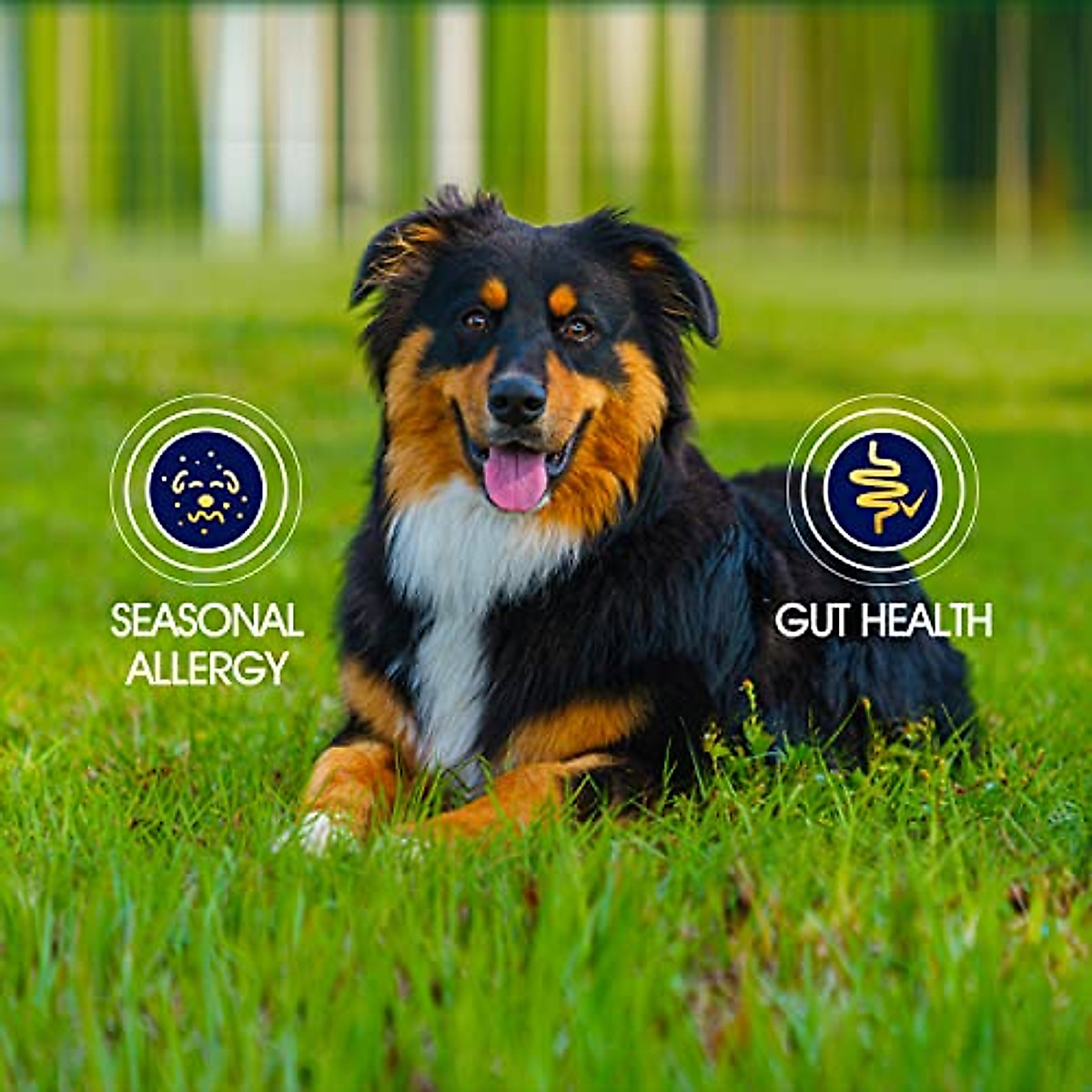YUMA'S Dog Allergy Relief, Itchy Skin Relief - Seasonal Allergies - Omega 3 Salmon Oil+ Probiotics+Spirulina, Colostrum, Anti Itch Support (Bacon, 45 Chews)