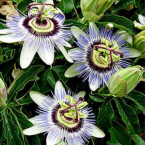 QAUZUY GARDEN 10 Rare Passiflora incarnata Maypop Seeds Mixed Color- Beautiful Passion Vine Fruit Flower Seeds - Tropical Climbing Exotic Vine - Great Gardening Gift