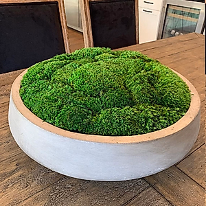 Prefleur Preserved Pole Moss Pillow Bun Cushion Natural Green Decorative Real Natural Green DIY Kit Terrariums Gardenning Art Wall Decor Florist Decor Easter Table Wedding(1.5 sq.ft, Green-B)