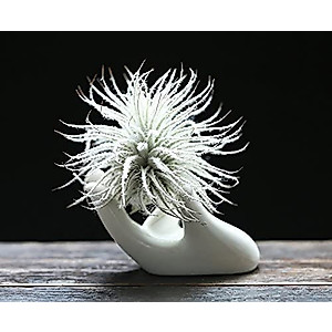 Dahey Air Plant Holder Cute Ceramic Mini Hand Shape Stand Airplants Tillandsia Small Container Pot Plant Decorative Home Decor for Desk Table Shelf,White,1 Pack