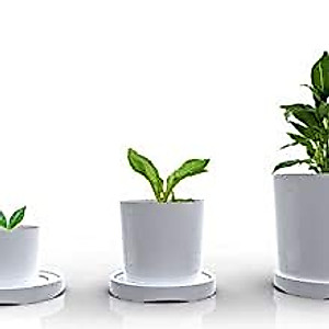 Horizen Bum Bum Bhole Organic Mustard Oil Cake Powder Fertilizer Manure for Plants Growth & Plant Nutrient (900 Gm)