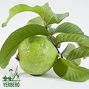 Yerbero - Hoja De Guayaba Entera (.75 oz - 22gr) Whole Dried Guava Leaf | 100% All Natural Delicious| 20+ Servings | From Mexico.