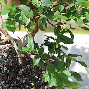 Brussel's Jaboticaba Bonsai - Small - (Indoor)