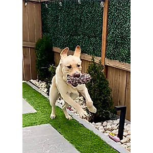 Monmoto Colorful Christmas Rope Toy for Dogs, Cotton Rope Toy, Tug Toy, Dental Chew Rope, Interactive Toy, Multi Braided Ring Rope Toy for Medium, Large, X-Large Dogs (Ring Toy)