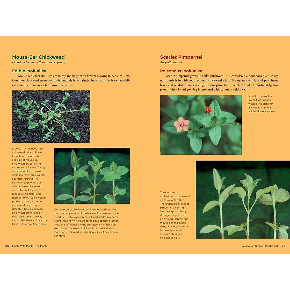 Edible Wild Plants: Wild Foods From Dirt To Plate (The Wild Food Adventure Series, Book 1)