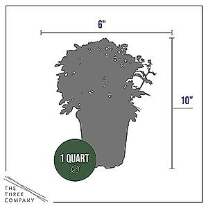 Live Flowering Hardy Chrysanthemum - White (3 Plants Per Pack), Colorful Fall Mums, 10" Tall by 6" Wide in 1 Qt Pot