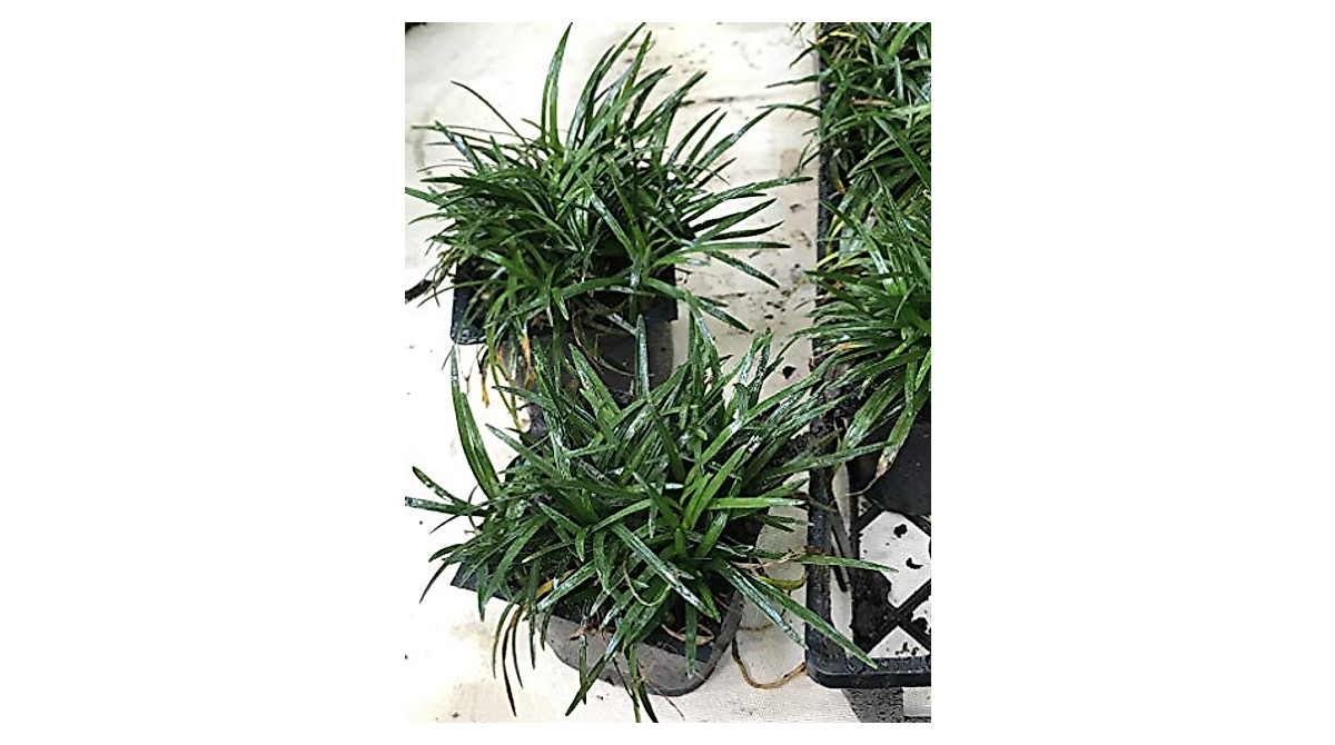 Dwarf Mondo Grass (Ophiopogon japonicus 'Nana') - Evergreen Ground Cover