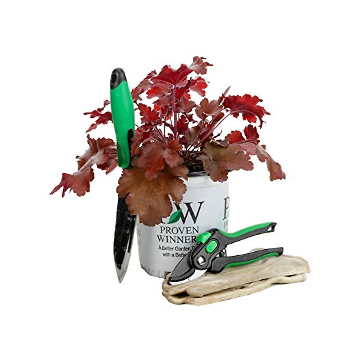 Proven Winners HEUPWP2146103 Cherry Truffles Live Plant, 0.65 Gallon