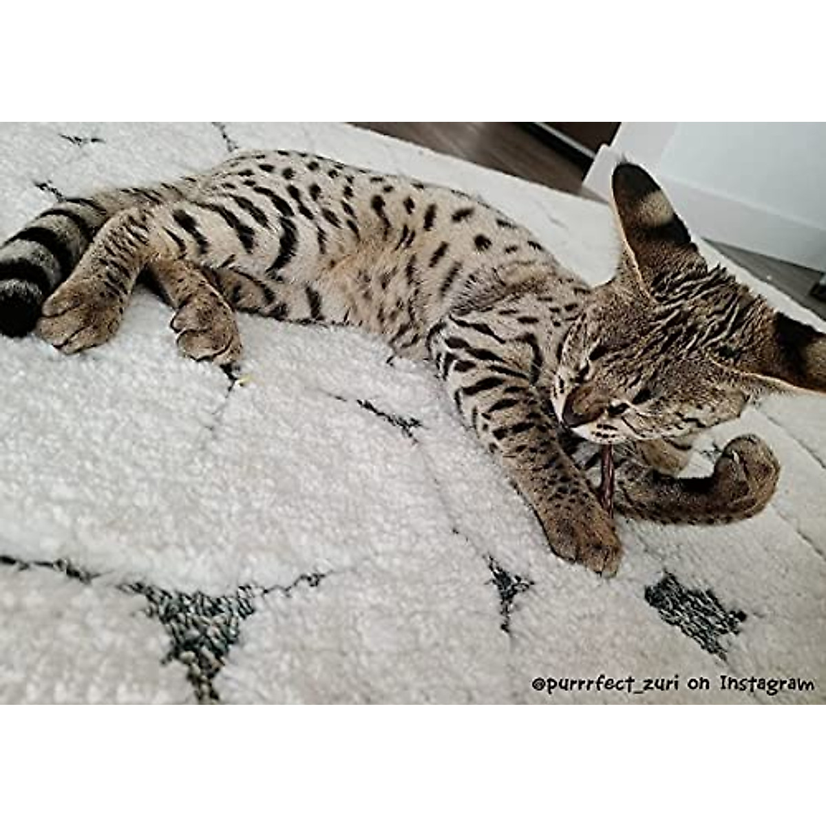 Meowijuana | King Size Silverine Sticks | All Natural Matatabi Chew Sticks | High Potency Cat Treat | Cat Dental Health | Catnip Alternative | Feline and Cat Lover Approved