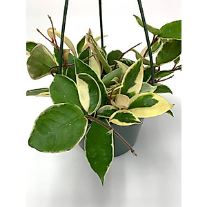 Tricolor Hoya Krimson Queen, Hoya Carnosa Variegata Tricolor Hoya Ships from CA (4" Pot)