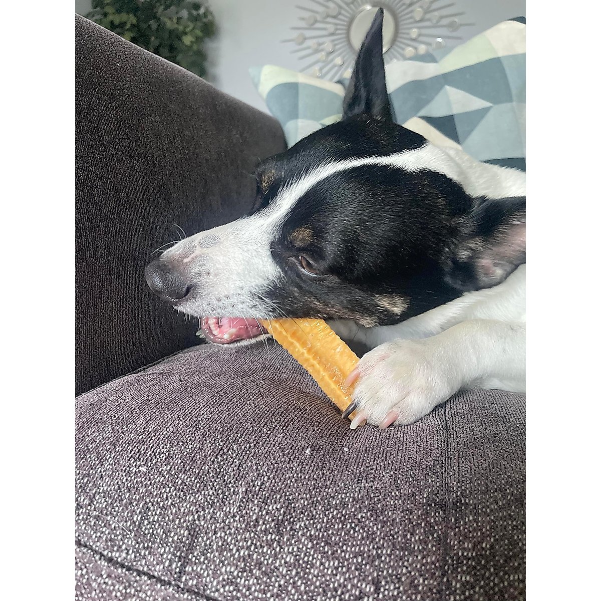 hotspot pets Large Himalayan Yak Cheese Dog Chew - 3 Count Thick Rawhide Free Yak Cheese Chews, Long Lasting Dog Chew Stick for Agrgressive & Power Chewers