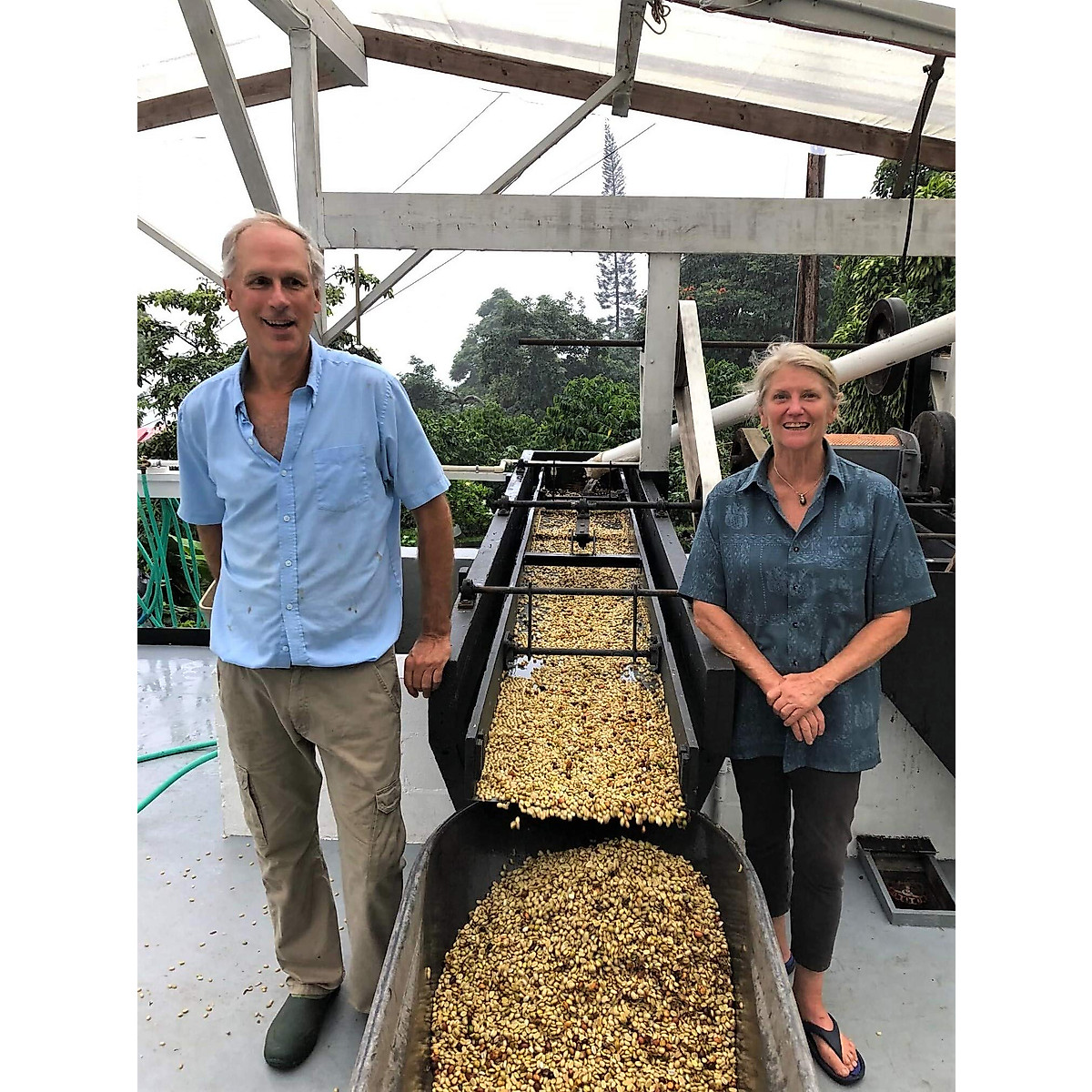 100% Kona Coffee – Whole Bean, Medium roast, Single estate gourmet coffee, 16 ounces, Farm fresh roasted from Domain Kona Coffee