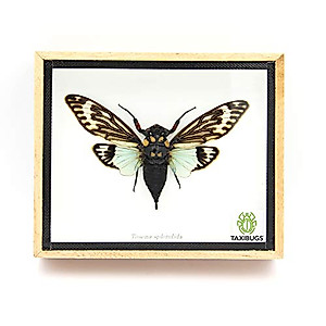 Real Exotic Cicada Opens Wings - Taxidermy Collection Framed in a Wooden Box As Pictured (Blue Wings, Wooden Box)