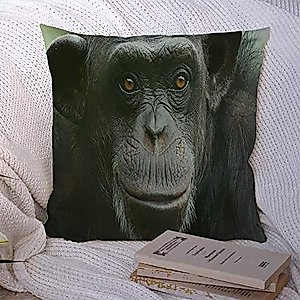 Starolac Decorative Throw Pillow Case Brown Away Hairy Monkey Chimpanzee Animals Wildlife Nature Chimp Rest Black Bonobo Mouth Ape Eyes Cushion Cover Pillowcase for Lumbar Home Decor 20x20 Inch