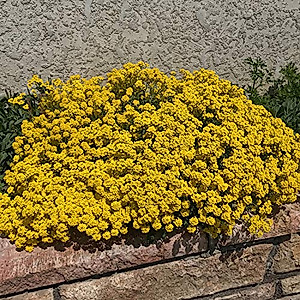 Outsidepride Perennial Sedum Acre Heat & Drought Tolerant, Succulent, Stonecrop Ground Cover Plants - 5000 Seeds