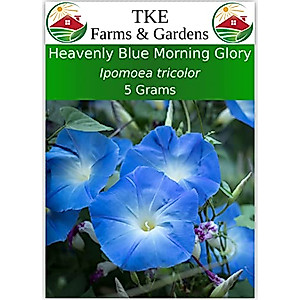 TKE Farms - Morning Glory Seeds for Planting, Heavenly Blue, 5 Grams ≈ 150 Seeds, Ipomoea Tricolor