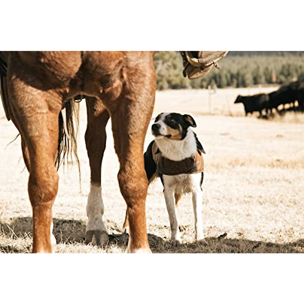 Carhartt Firm Duck Insulated Dog Chore Coat Brown/Brass