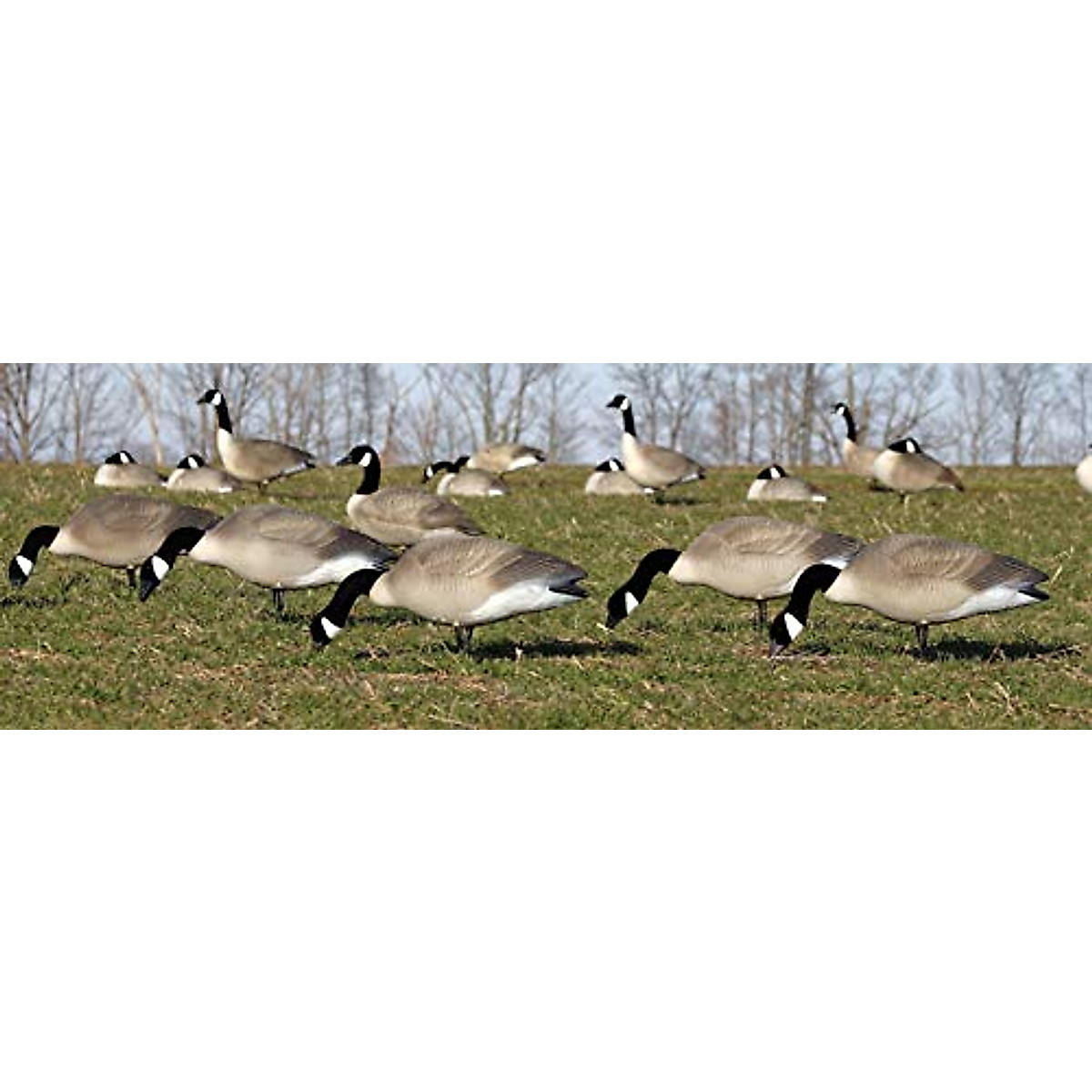 Flambeau Outdoors 8990FBU Storm Front 2 Canada Goose Decoys, Full Body Flocked Heads - 6-Pack