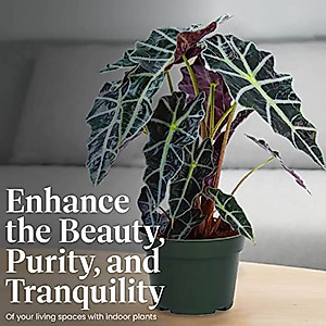 American Plant Exchange Alocasia Polly African Mask, 6-Inch Pot, Live Tropical Houseplant, Dark Green/Purple Foliage