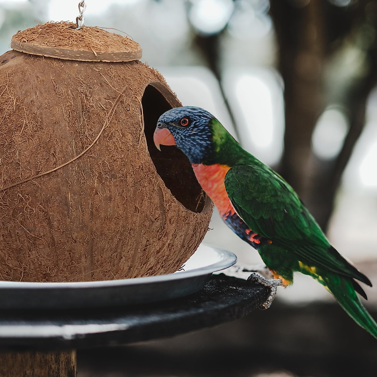 balacoo 2pcs Coconut Parakeet Nesting Box - Hanging Bird Nest Hut Natural Coconut Birdhouse Cage, Bird Hideout, Breeding Nest for Parrot Parakeet and Small Birds