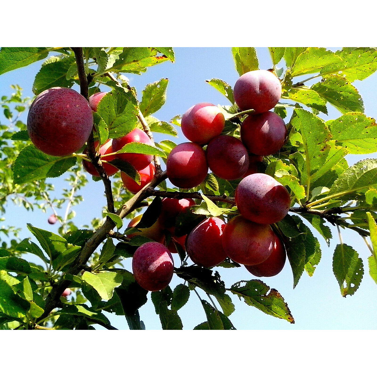 5 Seeds Red Purple Fruit White Flower American Plum Prunus Americana Shrub Tree #SDF02