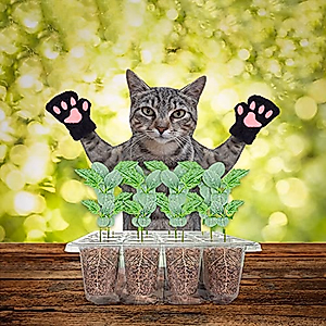 Pratico Outdoors 12 Cell Plastic Seed Starter Tray Kit, Clear, 5 Pack