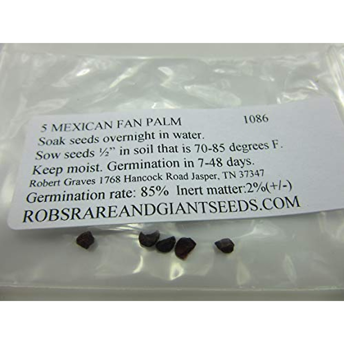 1086-Palm, Mexican Fan Tree (‎Washingtonia robusta) Seeds by Robsrareandgiantseeds UPC0764425786740 Non-GMO,Organic,USA-Grower,Bonsai, 1086 Package of 5 Seeds