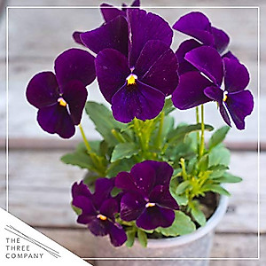 The Three Company Healthy Live Pansy - Purple (4 Per Pack), Early Spring Color, 6" Tall by 4" Wide in 1 Pint Square Pot