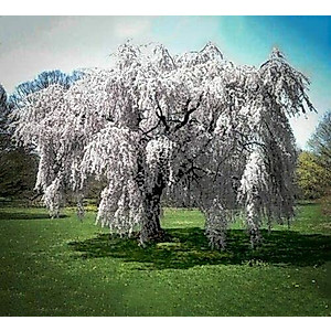 Weeping Cherry Tree - Live Plant - 6-12" Tall Seedling - 3" Pot - Ships Potted - *No Shipping to C.A
