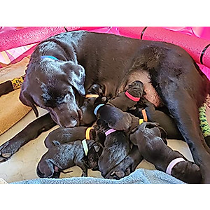 GAMUDA 15 Newborn Puppy Collars – 6 Record Keeping Charts – Super Soft Nylon Whelping Puppy Collars - Adjustable Litter Collars for Pups – Assorted Colors & Identification Collars