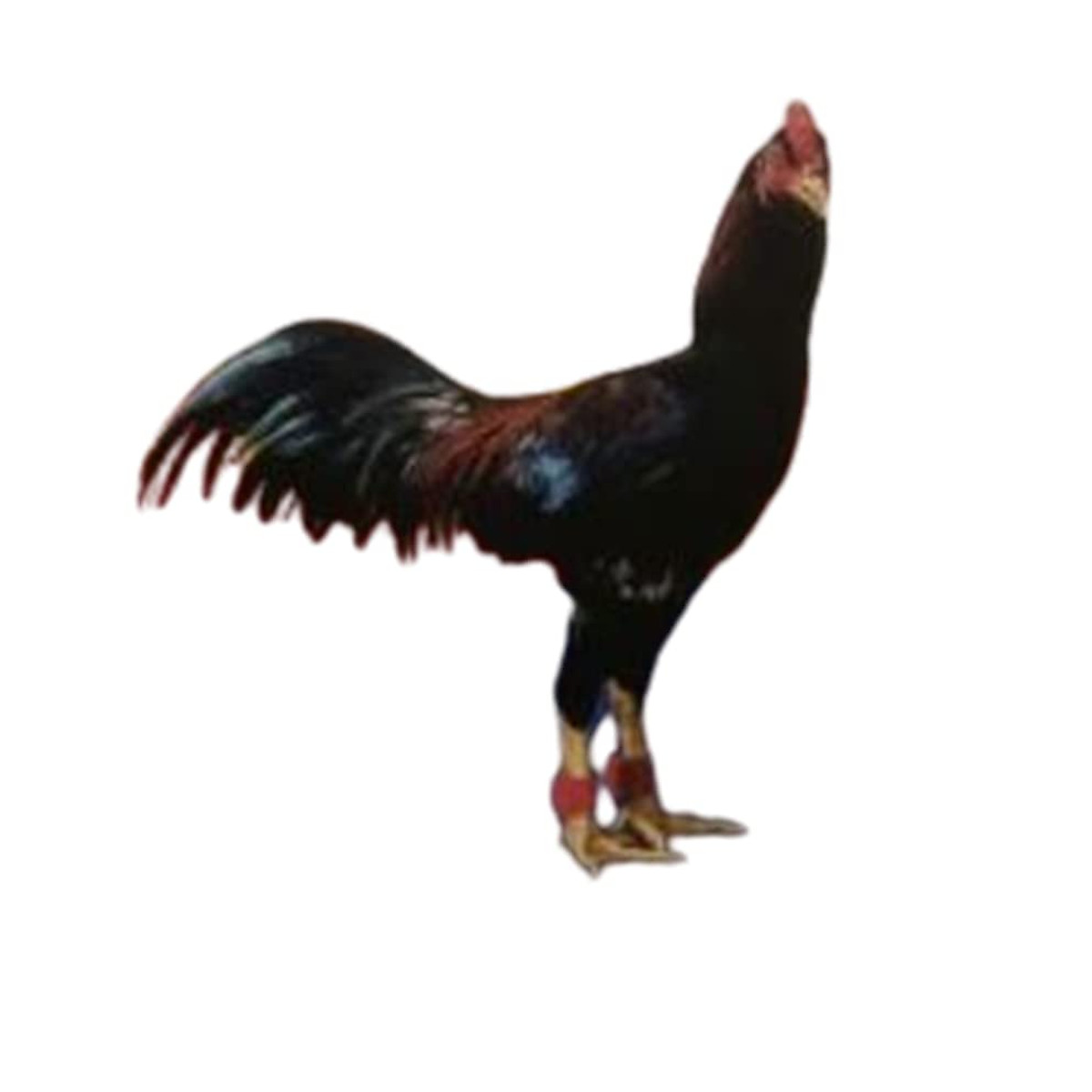 Dolphin Shop- Fabric Tapes for Rooster Gloves Gamefowl Poultry Botas para Gallos Breeding Chicken Supplies Prevent & Care Leg 2 pc Blue/Red Long 10 Yard (Rt2)