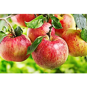 Apple Tree Seeds for Planting - 30 Seeds - Malus pumila, Common Apple Tree