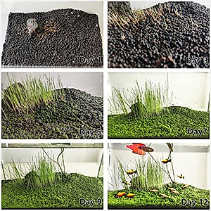 3 Fresh Water Live Plant Seeeds for Aquarium and Fish Tank, 3 Different Aquatic Plant Decor Water Grass Dwarf Mini Tiny Leaves Hair Grass Seeed (0.36ozTiny+0.36oz Long+0.36oz Short) qwe