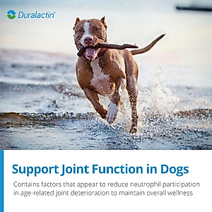 PRN Pharmacal Duralactin Canine Joint Plus - Joint Health Supplement for Dogs & Puppies to Support Healthy Cartilage Levels & Joint Function While Helping Manage Soreness - 60 Soft Chews
