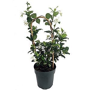 Confederate Star Jasmine Plant - 6" Pot - Extremely Fragrant Vine