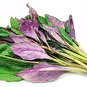 Okinawa Spinach - 3 Live Starter Plants - Gynura Crepioides - Grow Your Own Vegetables and Fruit in The Garden or Patio